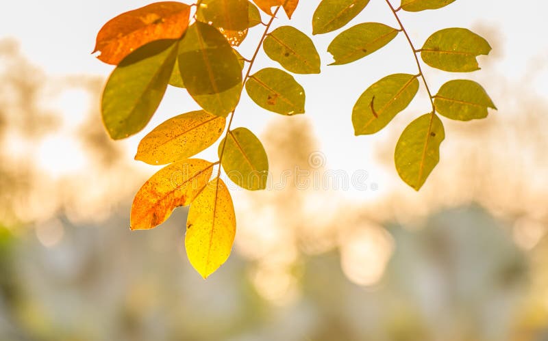 Leaves and sunlight stock photo. Image of closeup, beauty - 87735648