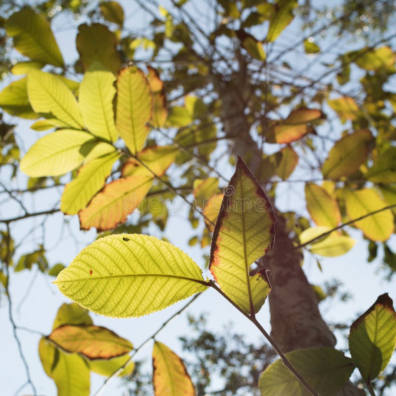 Leaves and sunlight burst stock photo. Image of rustic - 64529682