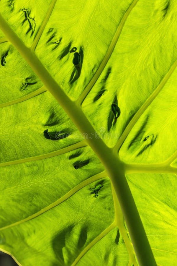 Leaves surface stock image. Image of bright, nature, macro - 56804191
