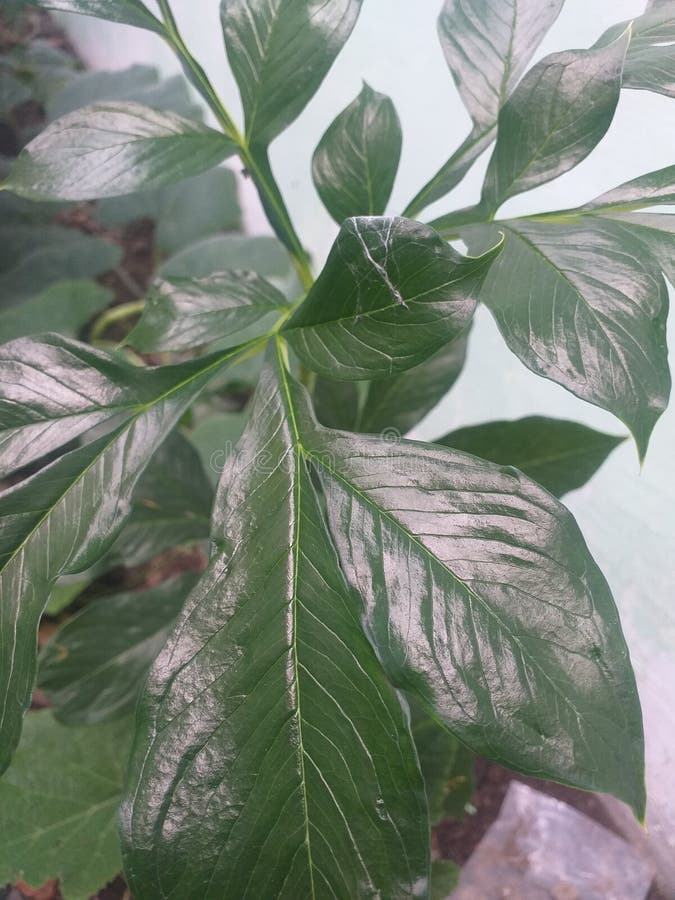 The Leaves of the Suweg Plant Stock Image - Image of wildflower, leaves ...