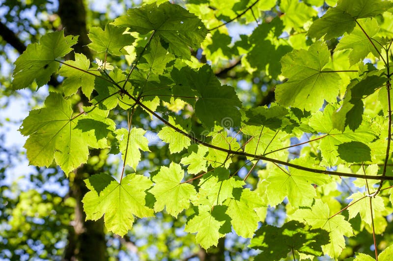 Leaves from a Sycamore Maple Acer Pseudoplatanus Tree. Stock Image ...