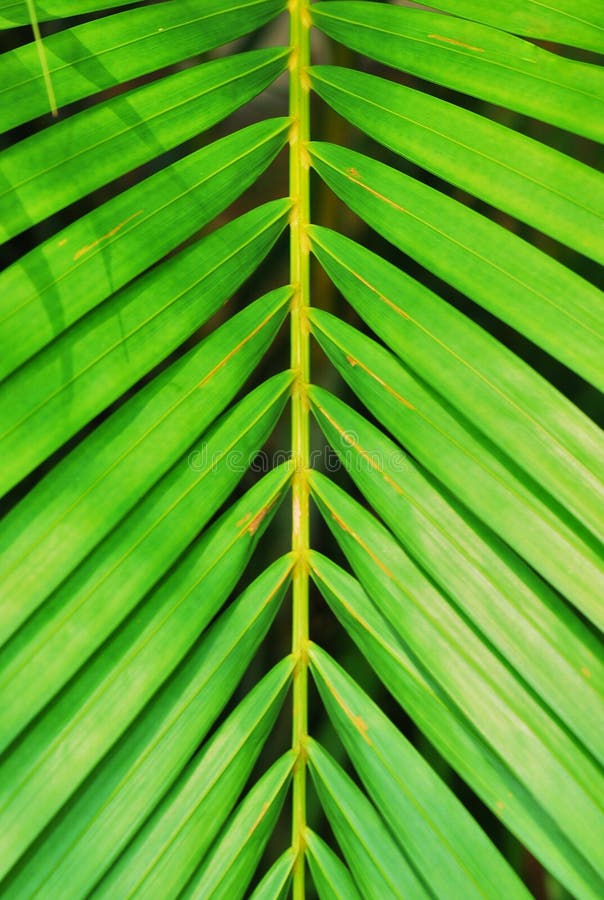 Leaves in Symmetry stock photo. Image of color, life - 14007944