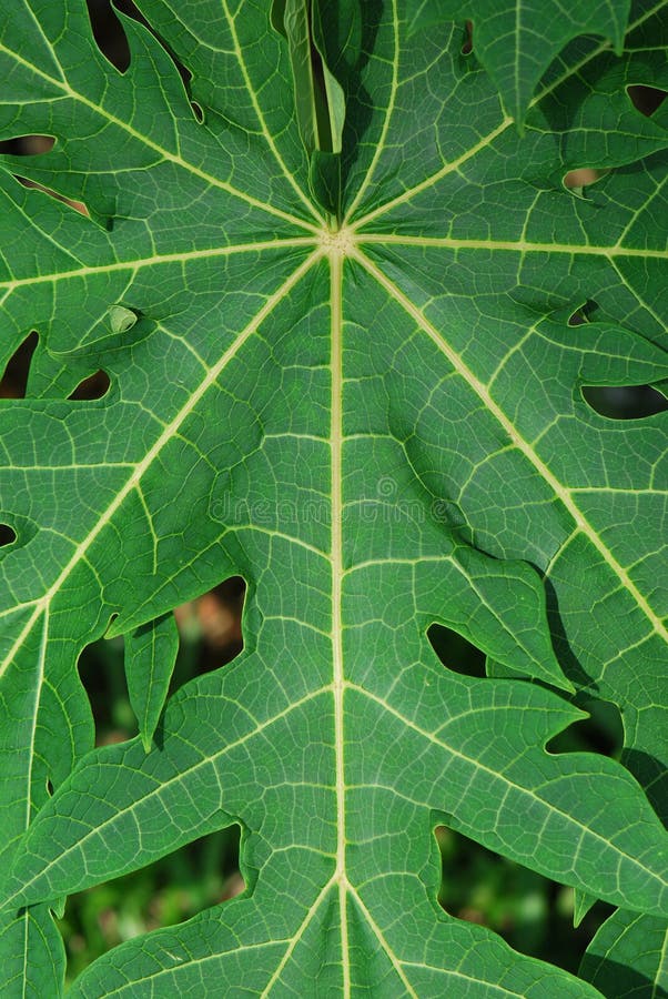 Leaves in Symmetry stock photo. Image of nature, divided - 22785336