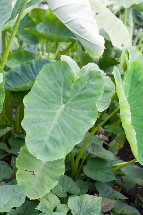Taro Kalo Leaf Stock Photos - Free & Royalty-Free Stock Photos from ...