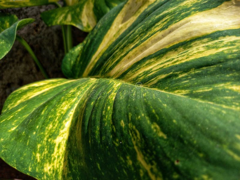 Leaves of the Taro Plant in Indonesia May 20, 2023 Stock Image - Image ...
