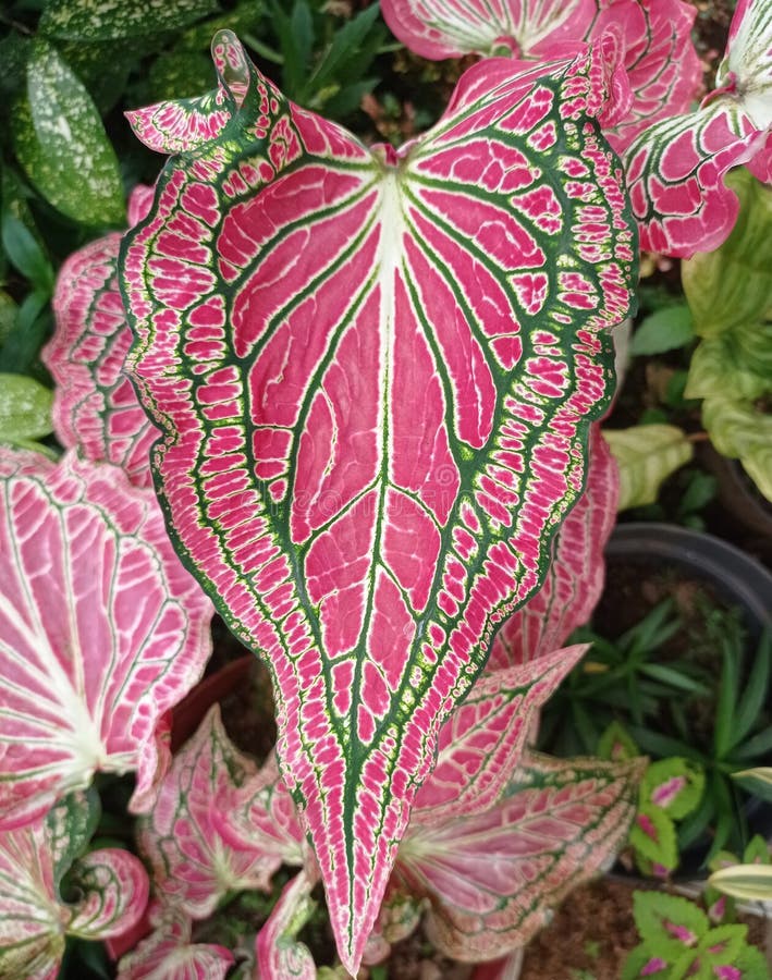 The Leaves of the Taro Tree Stock Photo - Image of taro, branch: 260635160