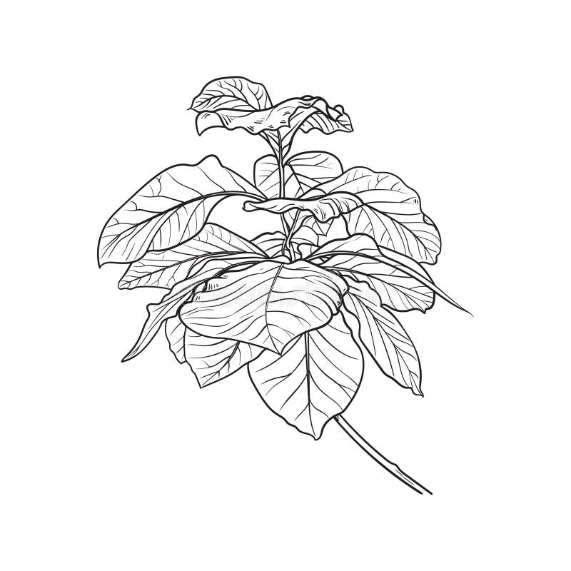 Leaves of Teak Tree Hand Drawn Illustration Stock Vector - Illustration ...