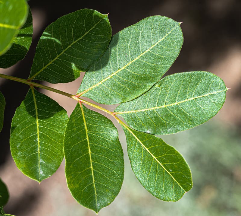 Leaves of the Terebinth Tree Stock Photo - Image of scrub, berry: 257755914