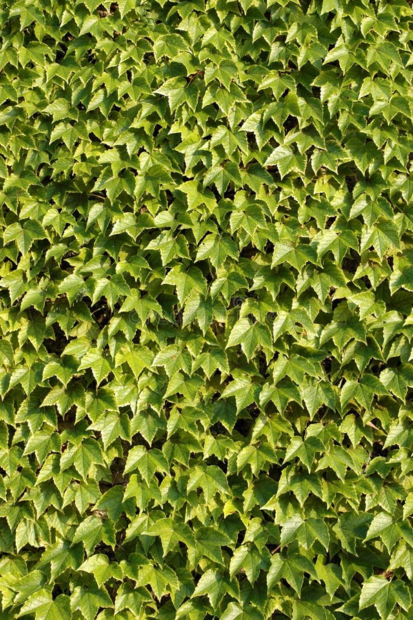 Leaves texture stock image. Image of green, sunlight - 13493177