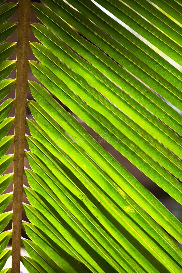 Leaves texture stock image. Image of gardening, foliage - 54177523