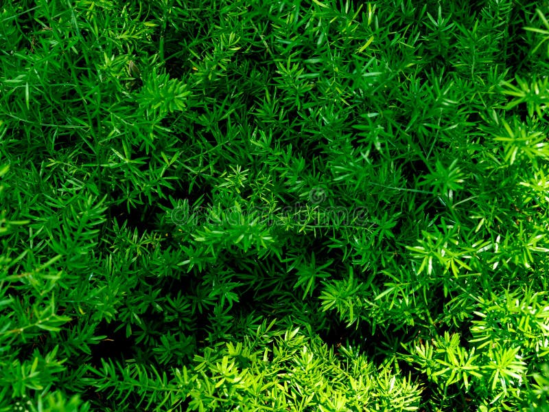 Leaves texture background stock image. Image of bush - 183280001