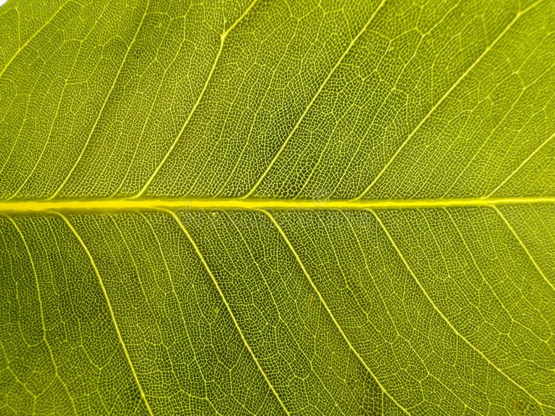 Leaves and Texture Details of the Rubber Tree Grown in the Aegean ...