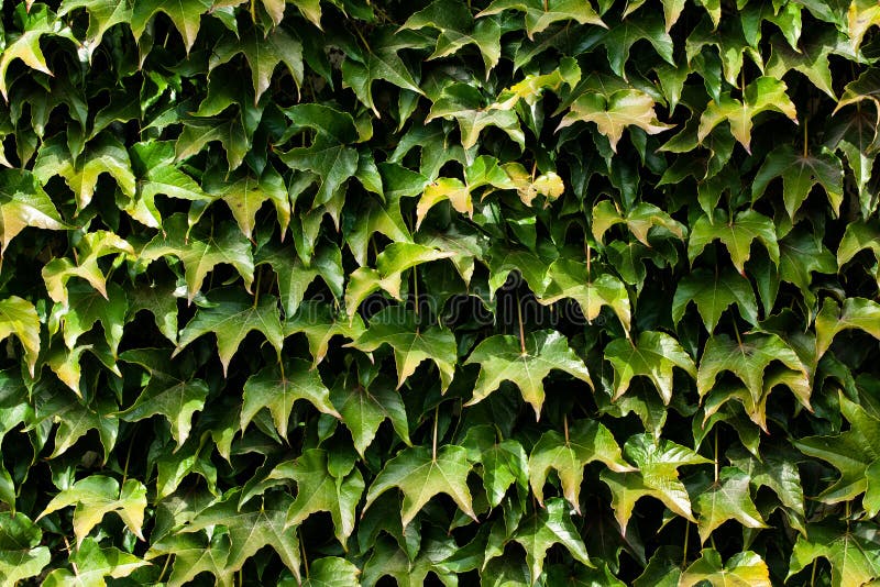 Leaves texture stock photo. Image of pattern, plant, garden - 45555088