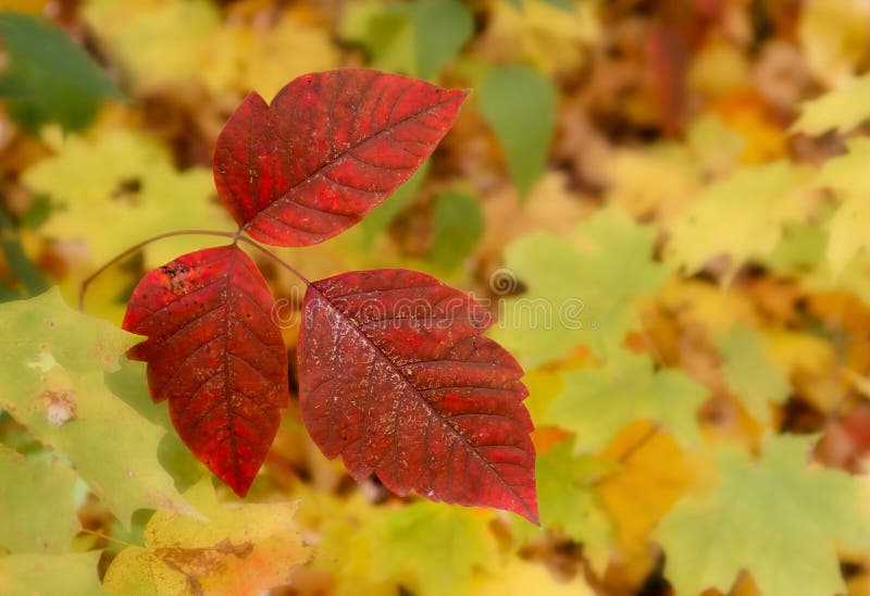 Leaves of Three stock image. Image of toxic, radicans - 27410285