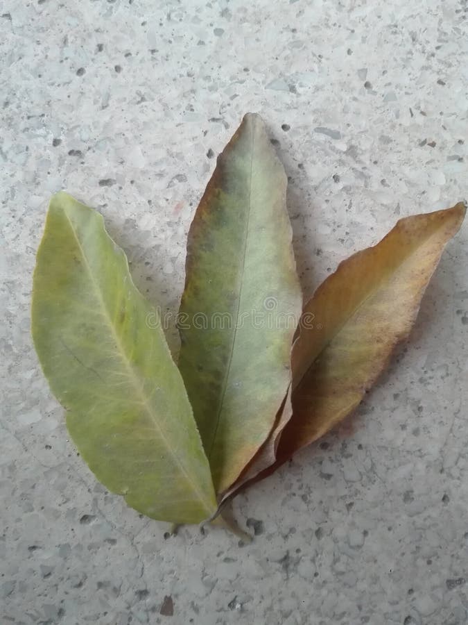 3 leaves stock photo. Image of three, threeleaves, leaves - 126590296