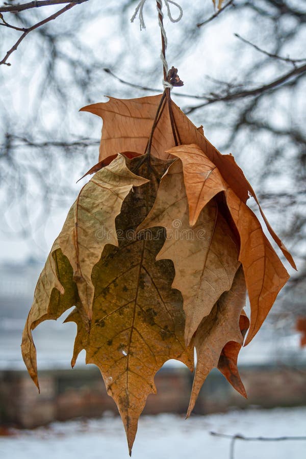 Leaves Tied on a Tree stock image. Image of field, twigs - 169286713