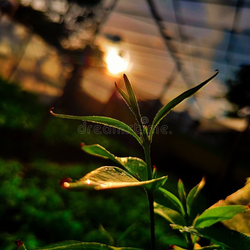 Leaves touch the sun stock image. Image of branch, reflection - 263514375