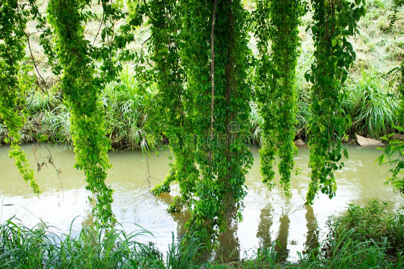Leaves touching the waters stock photo. Image of trunk - 144505492