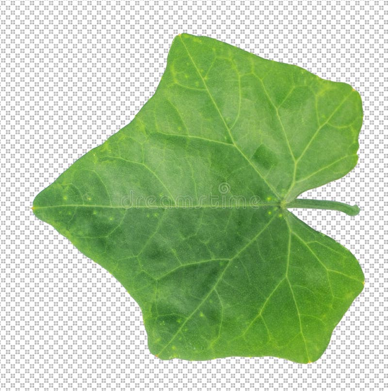 Leaves on a Transparent Background . Stock Image - Image of caragana ...