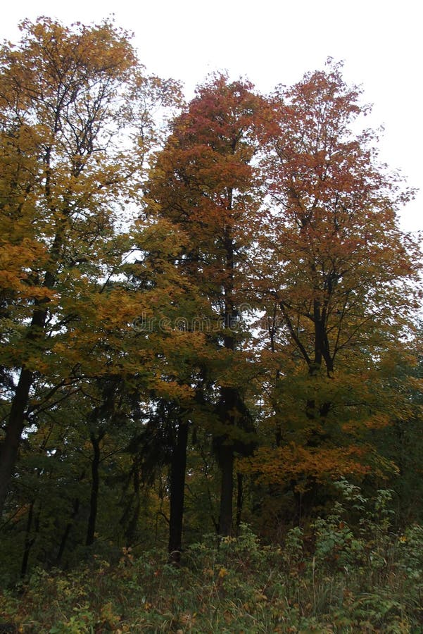 The Leaves of the Tree in the Autumn Became Multi-colored Stock Photo ...