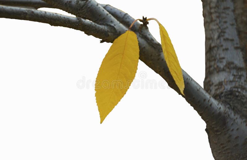 The Leaves on the Tree Branch Have Turned Yellow Stock Photo - Image of ...