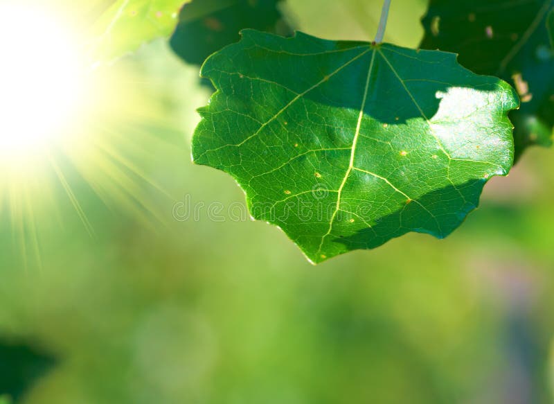 Leaves of Tree and Bright Sunshine Stock Photo - Image of leaf, closeup ...