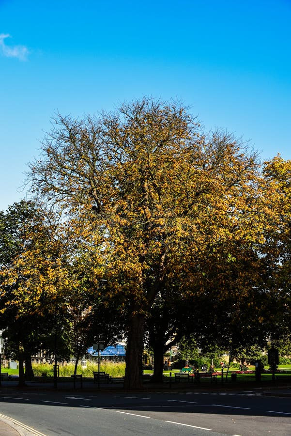 Leaves on a Tree Changing To Autumn Colours Stock Photo - Image of ...