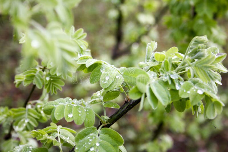 Leaves of the Tree with Dew. Photo for Your Design Stock Image - Image ...