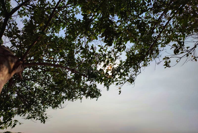 Leaves tree at the evening stock photo. Image of forest - 219300624