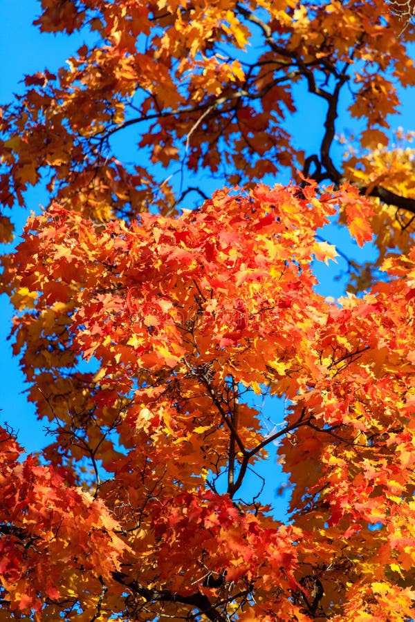 Leaves on a Tree in the Fall in the Park Stock Image - Image of trees ...