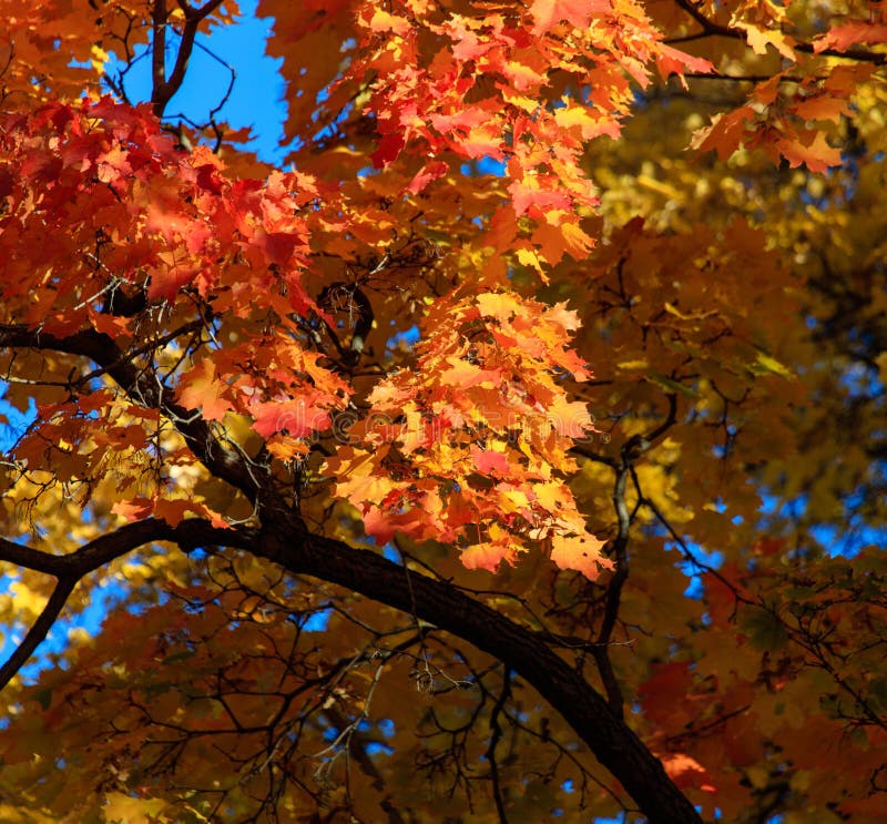 Leaves on a Tree in the Fall in the Park Stock Image - Image of ...