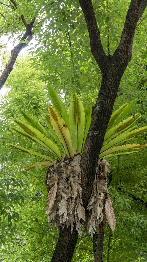 Leaves from a Tree Getting Worn Out Yellow and Brown during Fall Season ...