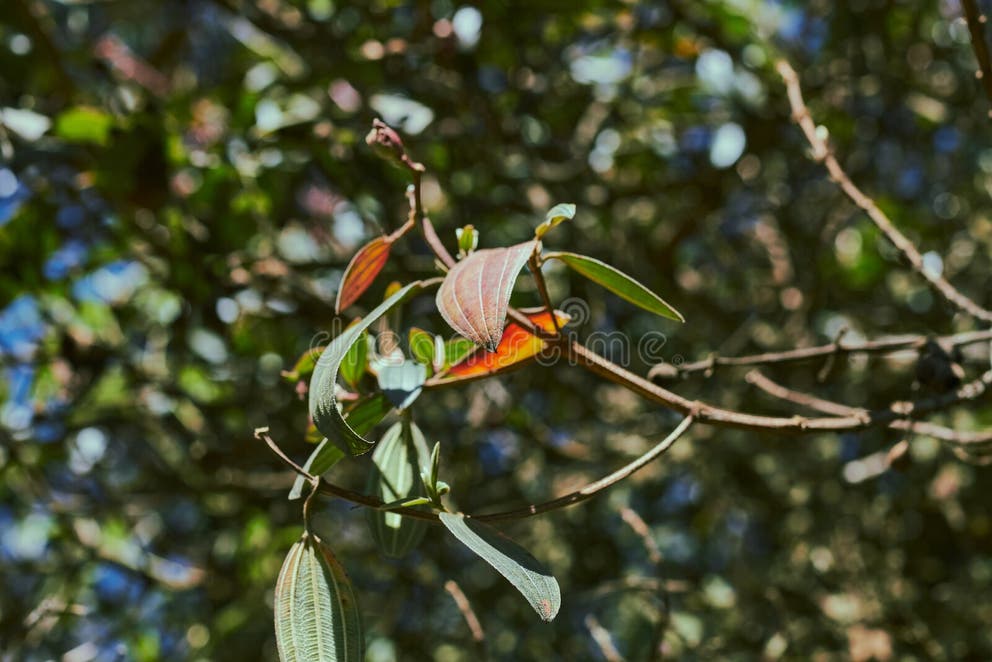 Leaves on the Tree Gleaming Under the Sunrays Stock Image - Image of ...