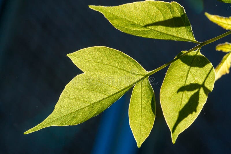 The Leaves of the Tree are Green, the Backlight Stock Photo - Image of ...