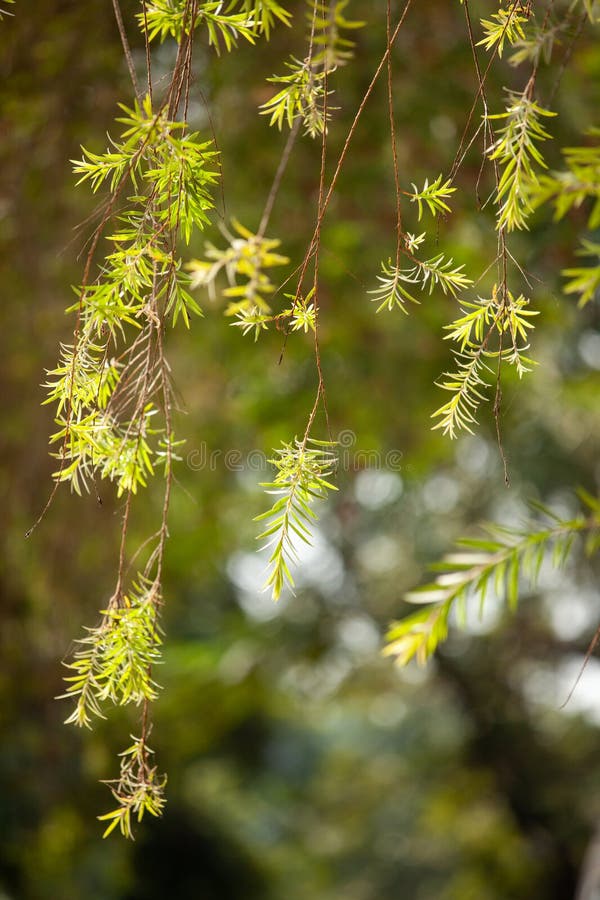 The Leaves of a Tree are Green and Have a Slightly Fuzzy Appearance ...