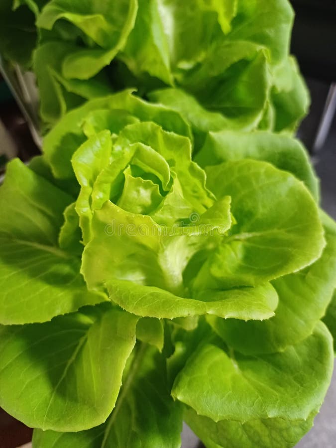 Leaves Tree Green Technology Goes Green Stock Image - Image of tree ...