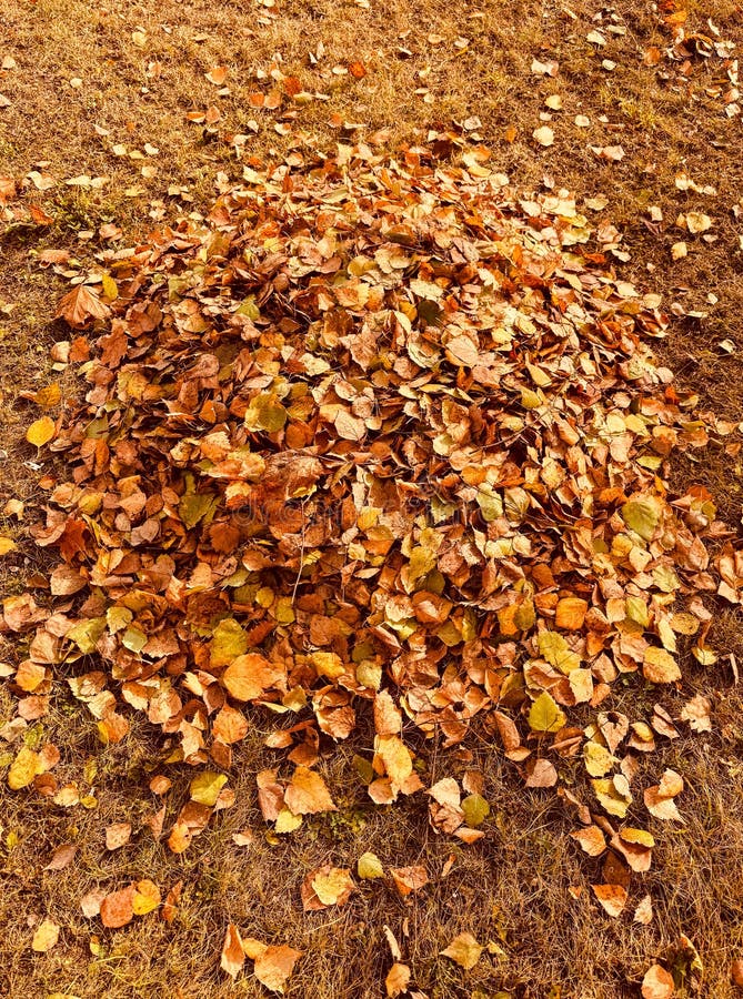 Leaves from a Tree on the Ground in Autumn Stock Image - Image of ...