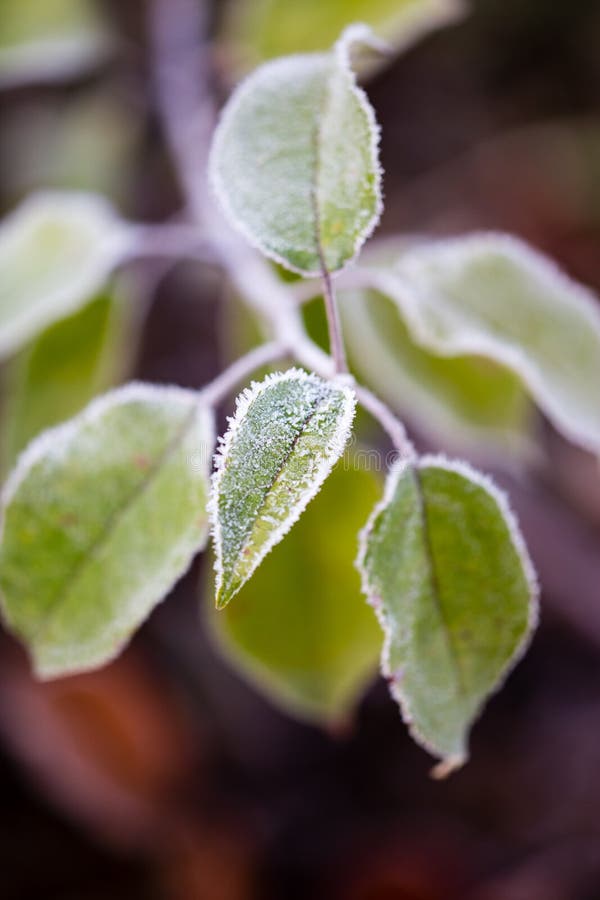 Leaves on a Tree in an Icy Cold Stock Photo - Image of frosty, plant ...