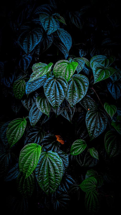 Leaves, Tree are Not always Green Stock Image - Image of symmetry ...