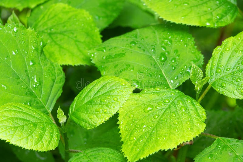 Leaves of Tree-shaped Hydrangea. a Hydrangea in Summer Time Stock Photo ...