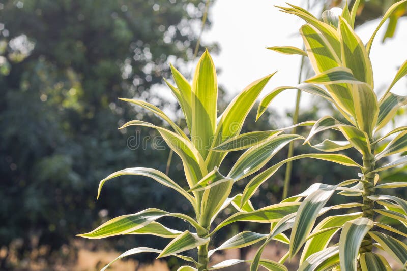 Leaves of Tree in Spring Season,abstract Leaf Stock Photo - Image of ...
