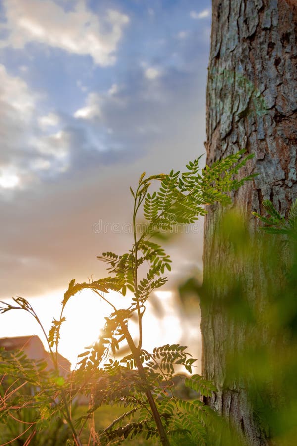 Leaves tree and sunset stock image. Image of flower - 222708545