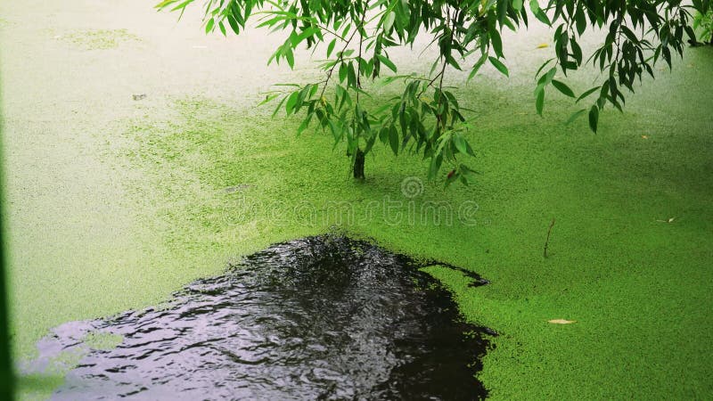 The Leaves of the Tree Touch the Water. Reflection of Branches Touching ...
