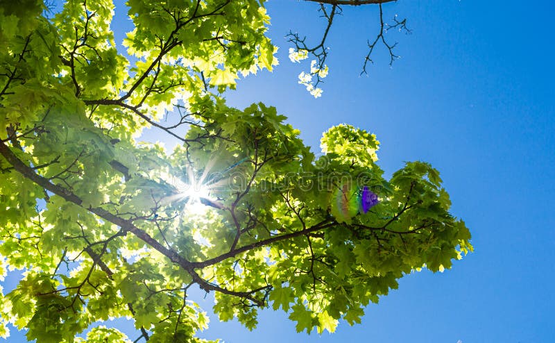 Tree Leaves Under the Sun. a Tree Against a Blue Sky. Sun Rays on the ...