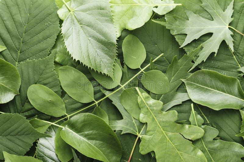 Leaves of trees close-up stock image. Image of leaves - 120775243