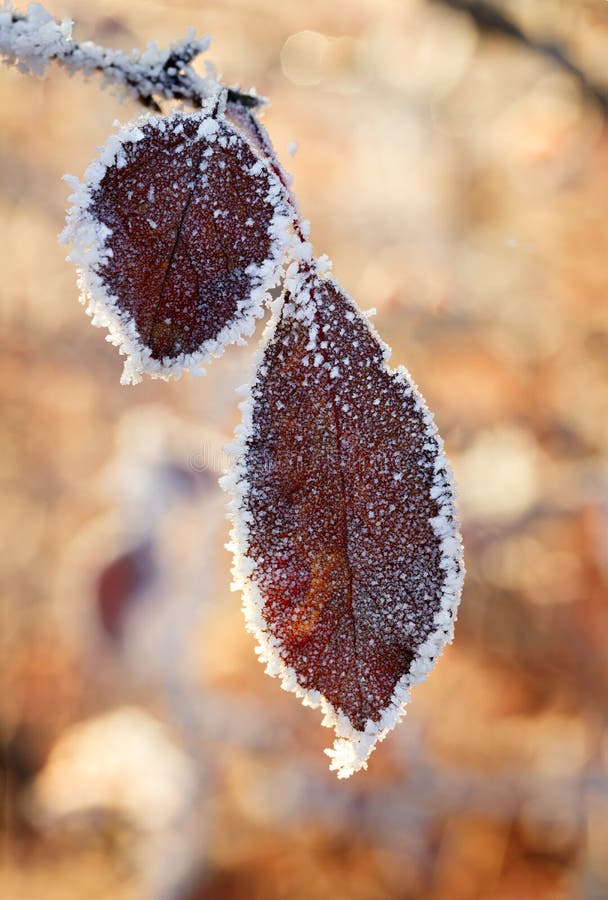 Leaves of Trees Covered with Thick Snowflakes. Stock Photo - Image of ...