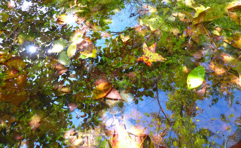 Leaves Trees and Dappled Sunlight Reflected in the Water of a Small ...