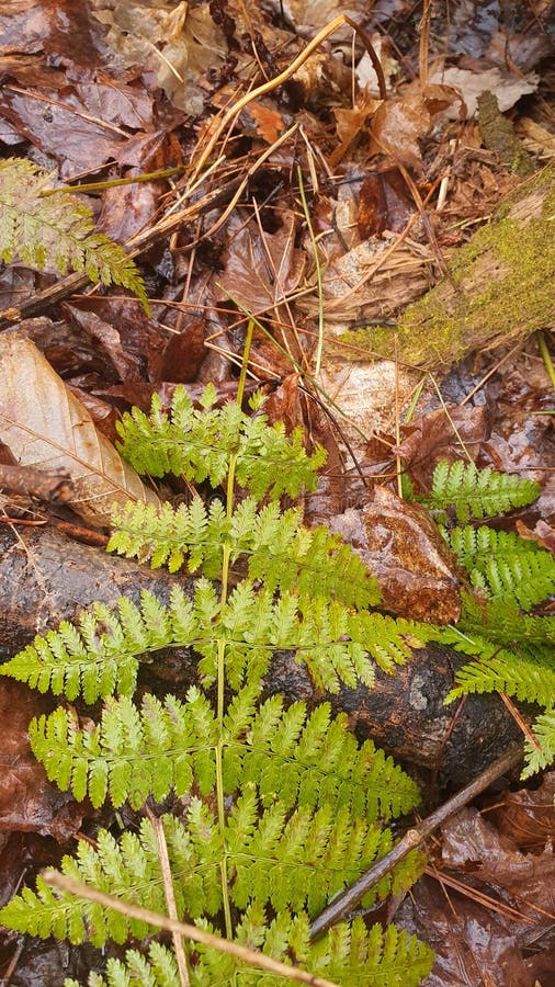 Leaves Trees Fresh Air Ground Moss Forest Stock Photo - Image of leaf ...