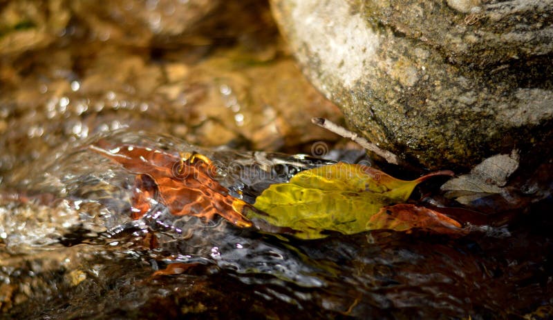 Leaves of trees stock photo. Image of water, yellow, river - 56789058