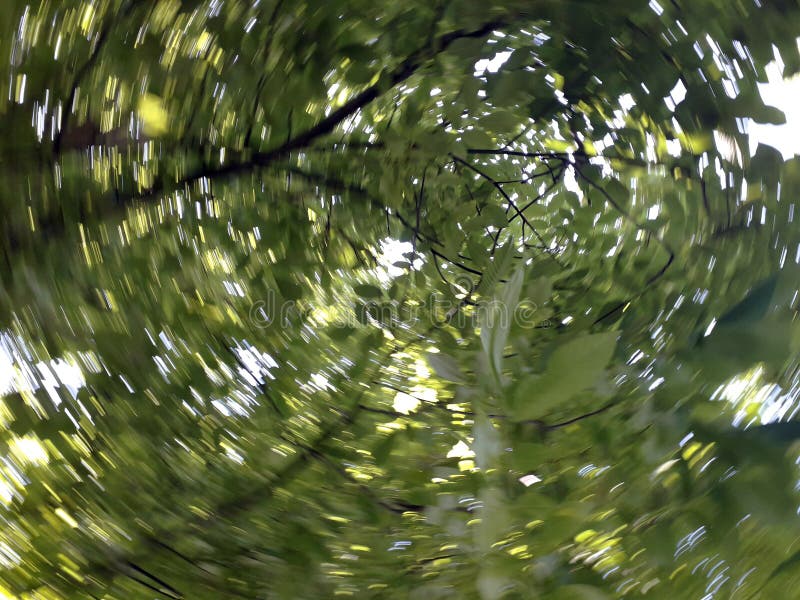 The Leaves of the Trees are Spinning. Stock Photo - Image of spinning ...